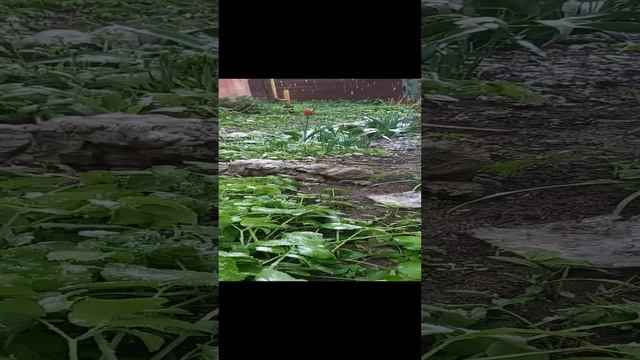 Снег так и валит. то крупный, то мелкий... Павловский  Посад