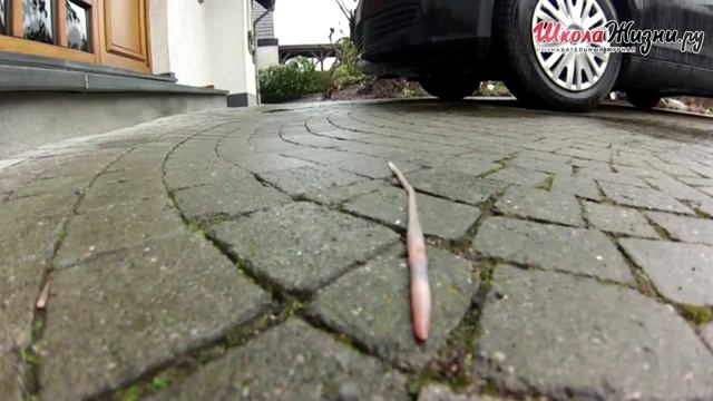 Кто бесплатно работает на вашей грядке?