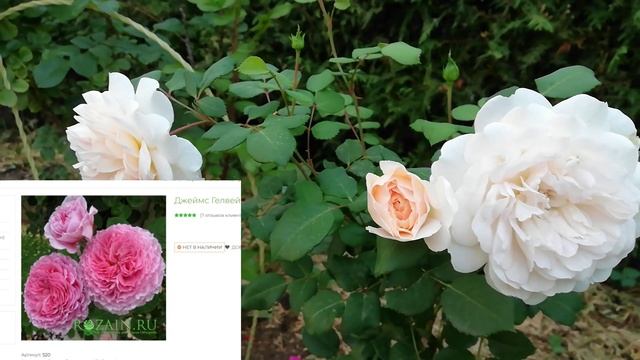 РОЗЫ. ЗАКАЗ НА ВЕСНУ В ПИТОМНИКЕ С.ОВЧАРОВА