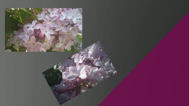 Сирень. 2. фото альбом.