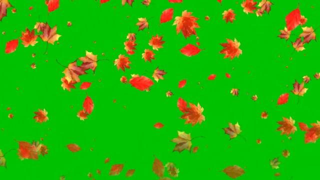 Футаж ветер уносит осенние листья. Хромакей осень, листья клена. Fооtage autumn .mp4