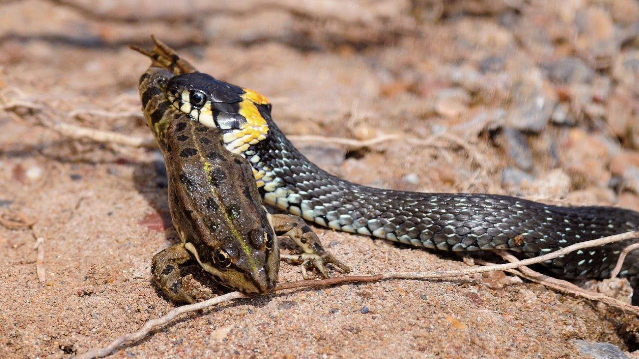 уж съел лягушку....