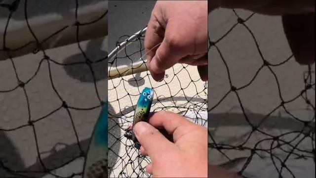 Троллинг симы на блесну от Mr. Musurok ?