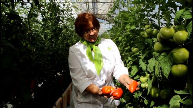 Необычный полосатый сорт томата Искры пламени от Агрофирмы Поиск