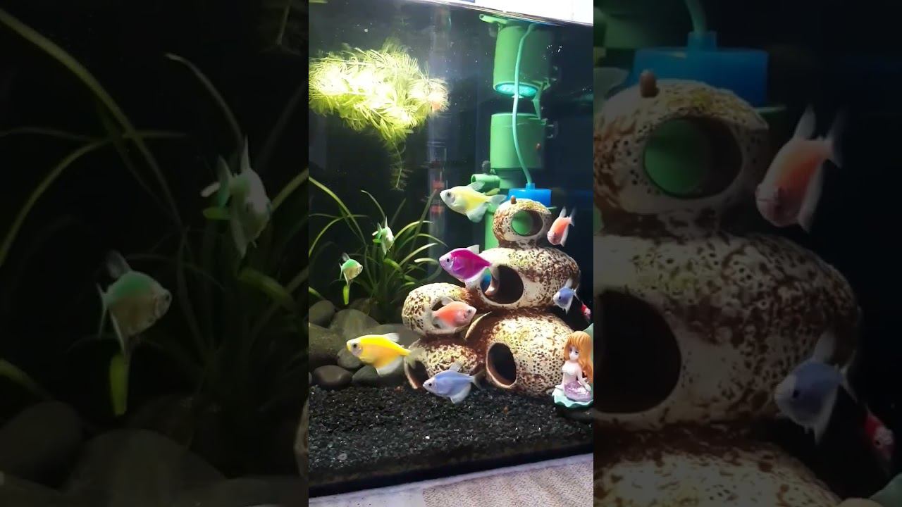 роголистник в аквариуме