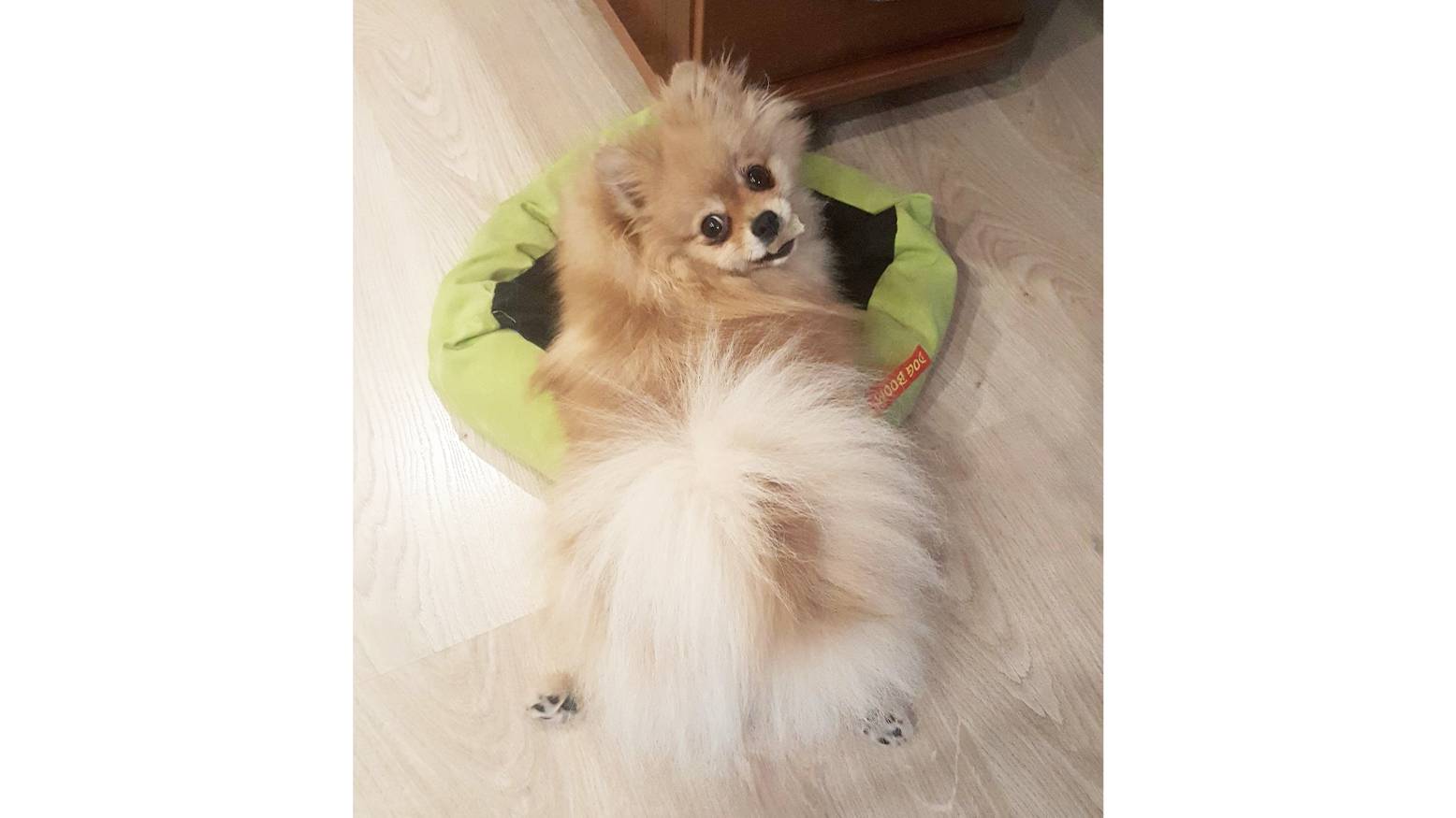 Шпиц не делится своей едой!