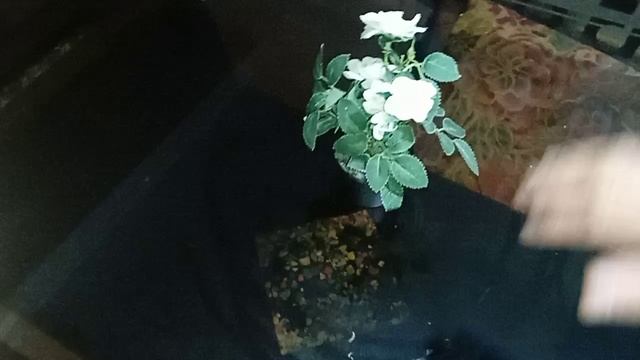 TENGAN ?✨????BUENAS?✨?NOCHES?✨?MUCHACHAS?✨Y ✨MUCHACHOS?✨☀️????dENLE✨GRACIAS?Á✨DIOS?