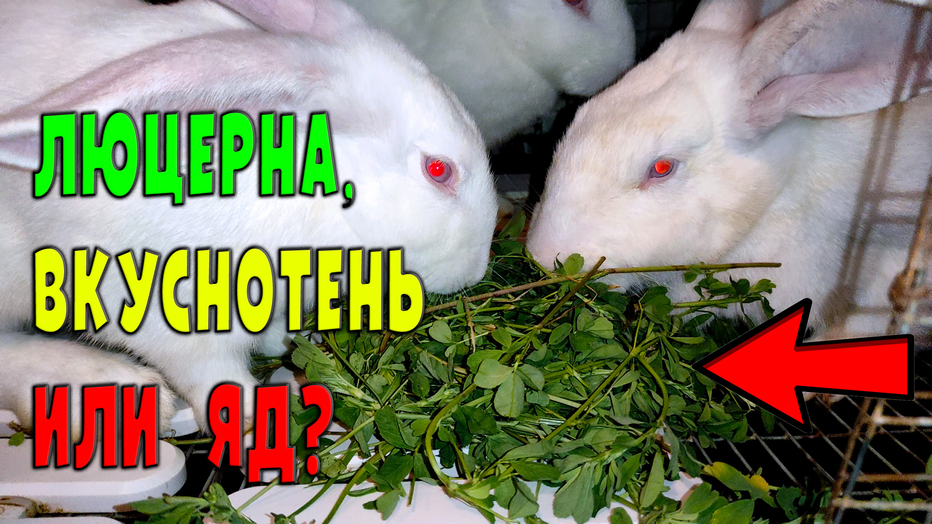 Люцерна, польза или вред для кроликов