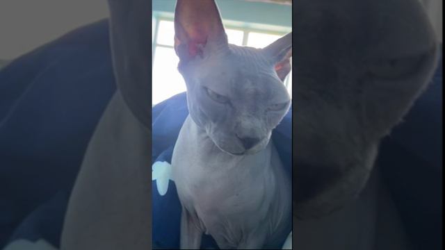 Эти глаза напротив чайного цвета... А у ваших глазастых какие глазки?