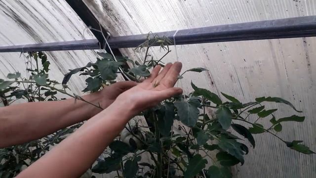 Помидор томат,Сибирский скороспелый, обзор, вкус и способ выращивания.2021 год.