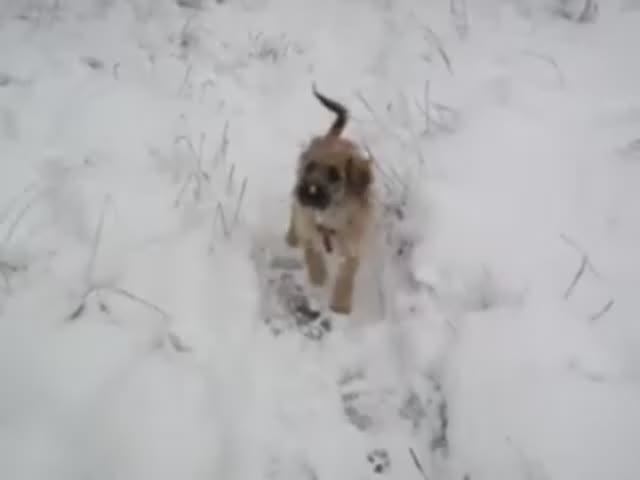 Fleurette - first snow