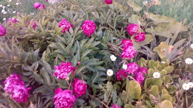 Из каких цветов собрать простой, летний и топовый букет?