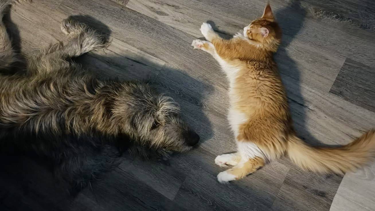 Сладкая парочка или о дружбе большой собаки и большого кота