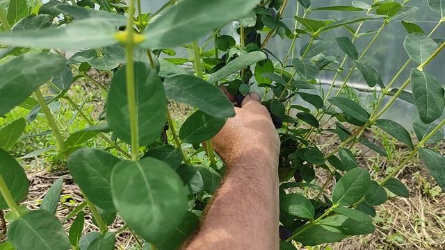 Жимолость Сердце гиганта 2023