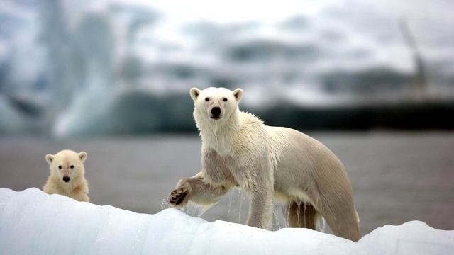 Белый мишка.mp4