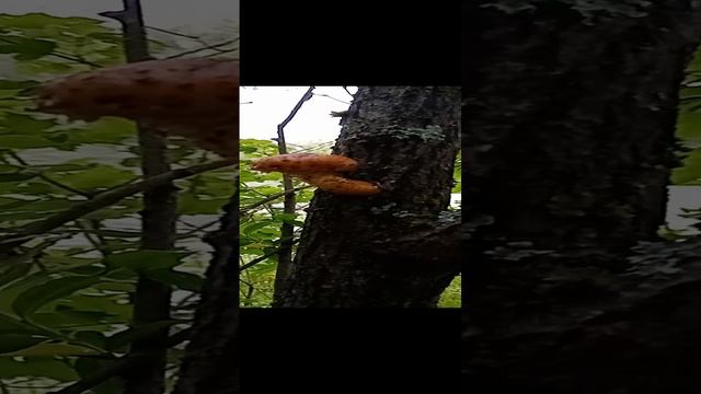 А ГРИБОК РАСТЕТ