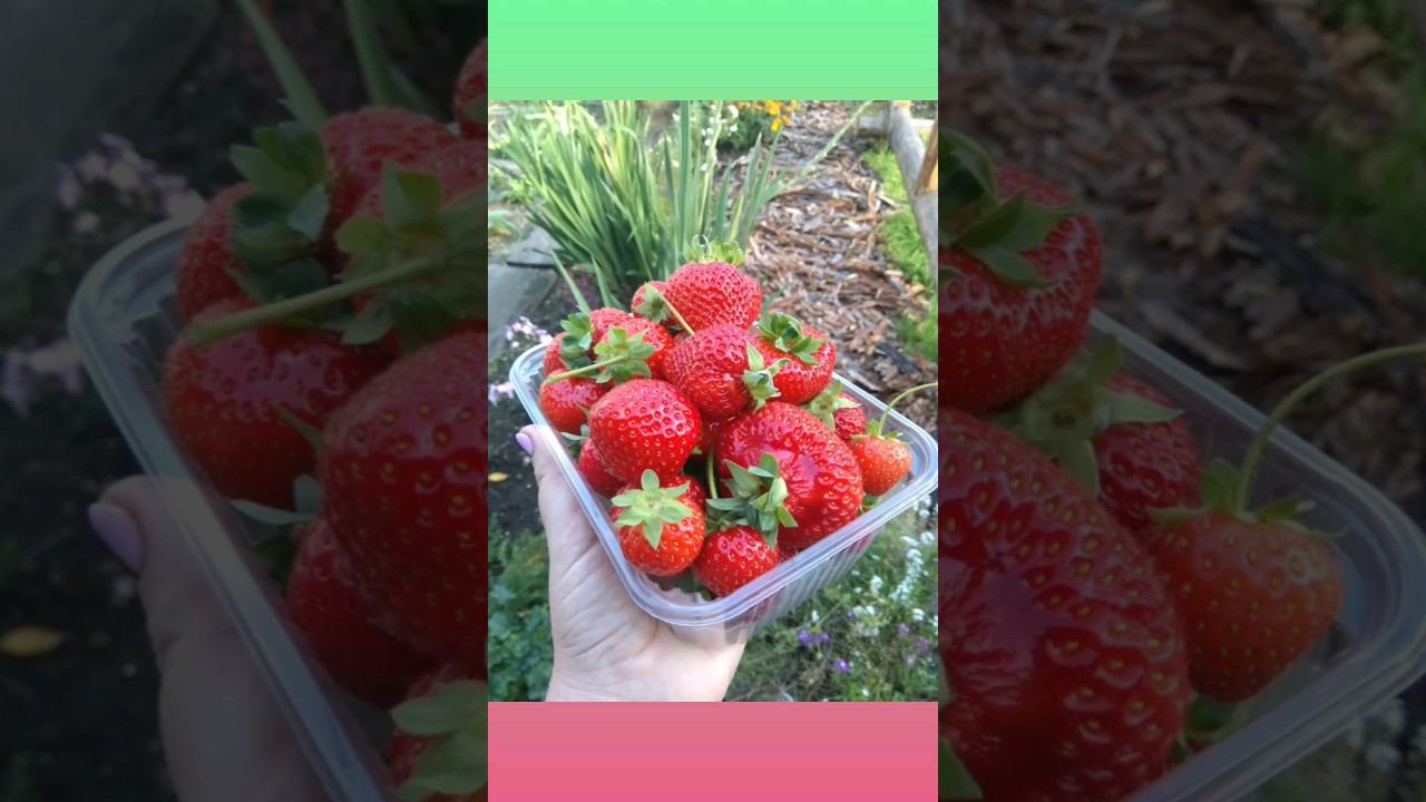 Урок 9. Как выбрать сорт клубники? Советы по выбору сортов клубники (садовой земляники).