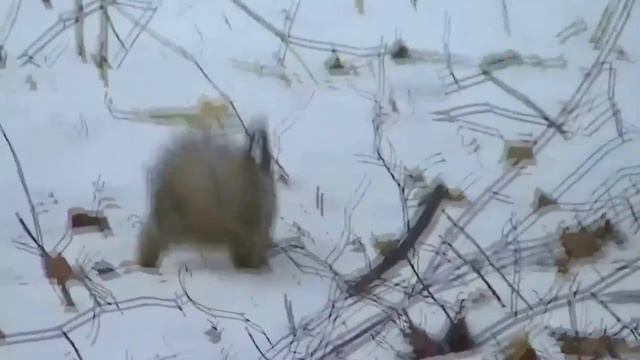 Белка в зимнем парке