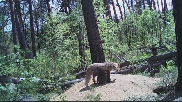 У ЛИСЬЕЙ НОРЫ, начало