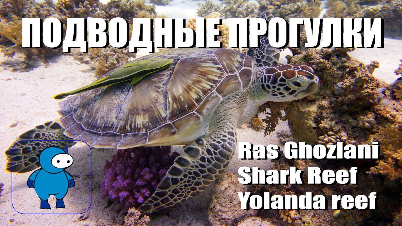 Дайвинг в Шарм эль Шехе. Ras Ghozlani, Shark Reef, Yolanda reef