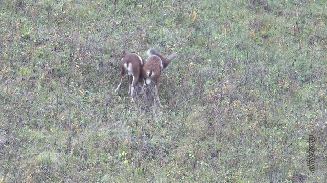 УТРОМ РАНО ДВА БАРАНА....