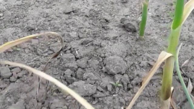 обрезаем чесночные стрелки