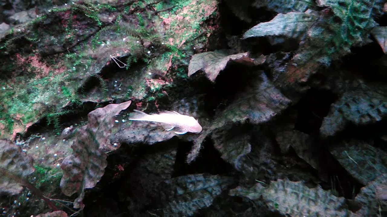 Футаж для видео монтажа  Аква 02