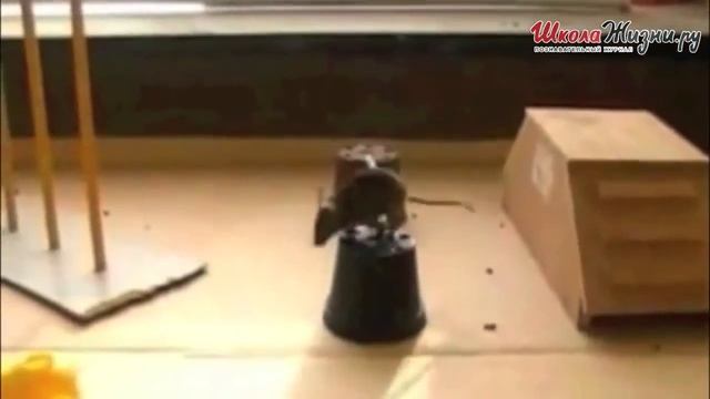 Супружеская верность не случайна? Любовь-морковь и прочие эсперименты