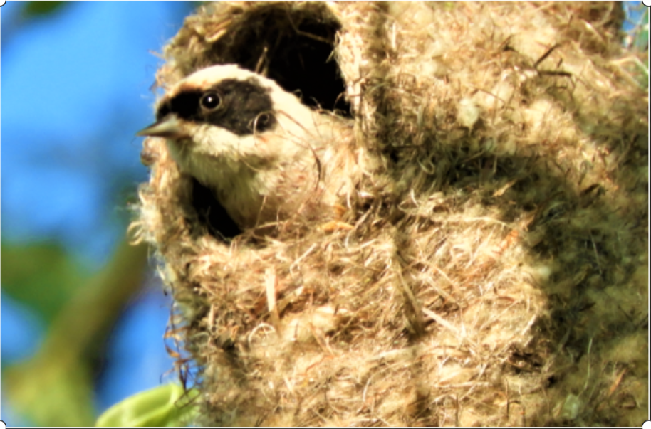 БИОСФЕРА. Выпуск № 35. Гнездо синички ремез. Тёплая рукавичка. Или носочек! Обитатели- трудоголики!