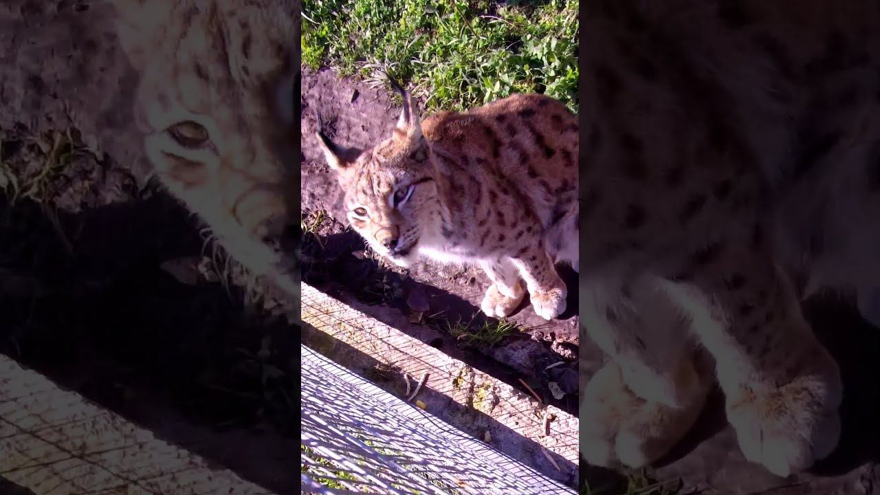 Рысь в зоопарке позирует перед видеокамерой