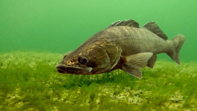 Озеро Чаны. Купинский район.