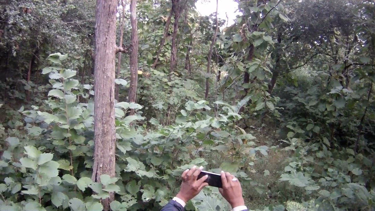 Индия-2023. Кхаджурахо. Пауки