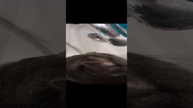 Кот странно пьёт