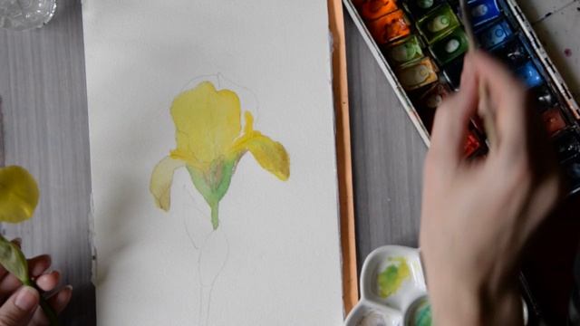 Этюд жёлтого ириса. Акварель.