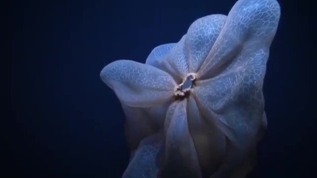 ❤️МОРСКИЕ МЕДУЗЫ (Sea Jelly) АНГЛИЙСКИЙ