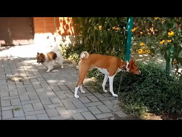 Перебежками из тени в тень. Лео & Джоли