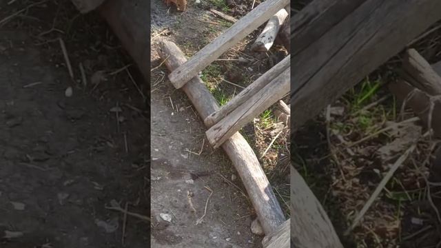 Белка пьет воду