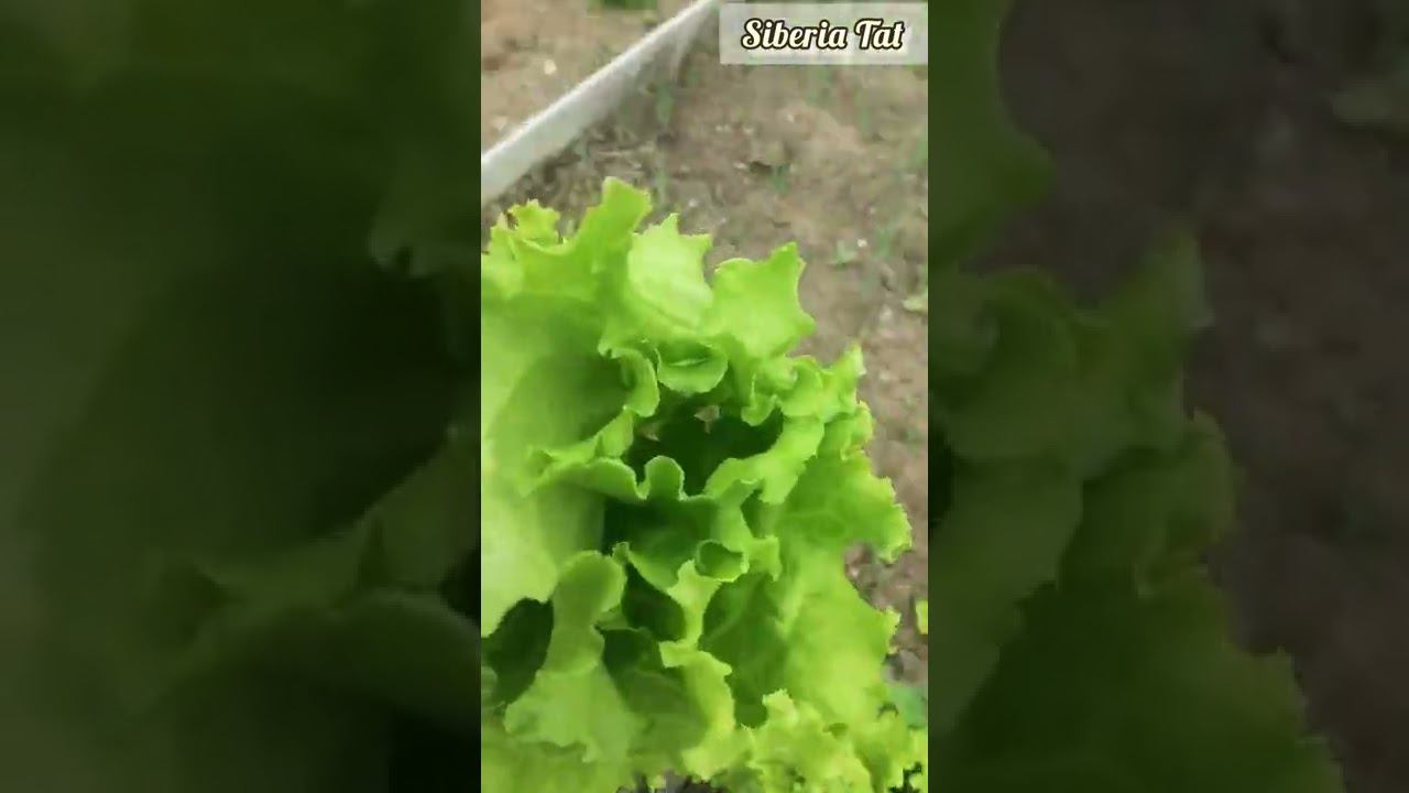 Вкусный летний ролл на даче, очень быстро/ delicious summer roll #shorts  #shortvideo