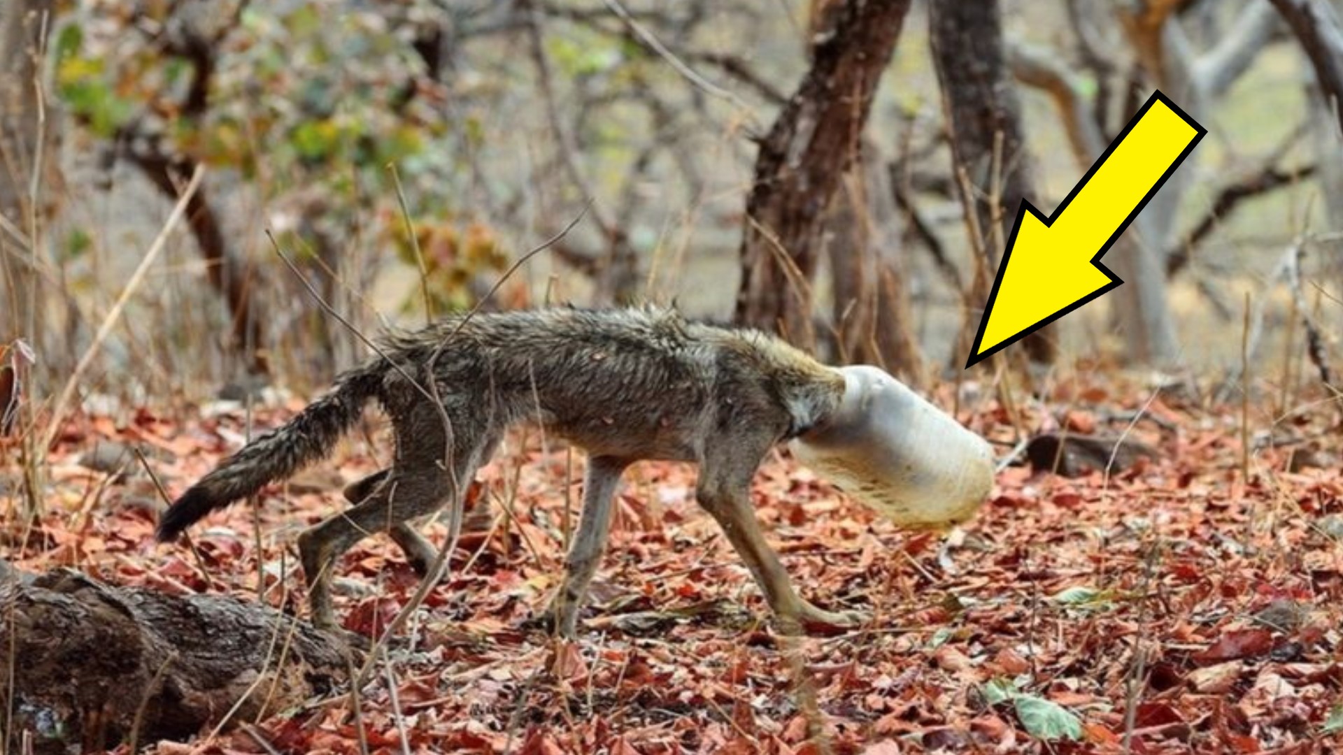 Дикий койот с банкой на голове пришел к людям! Он нуждался в помощи!