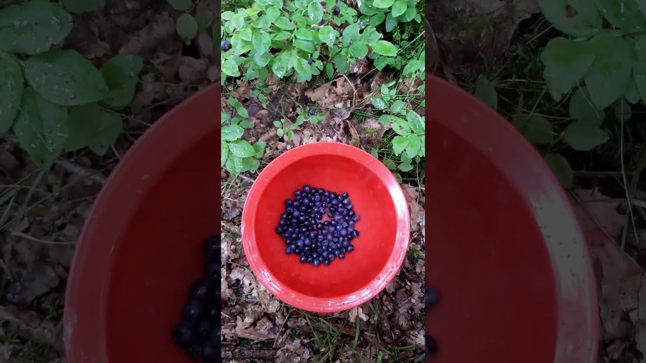 Лучше даже шоколадки !