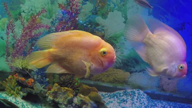 Океанариум Геленджик