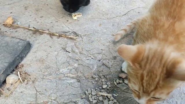 Как деревенские коты уплетают батины блины))) Корма целая миса.