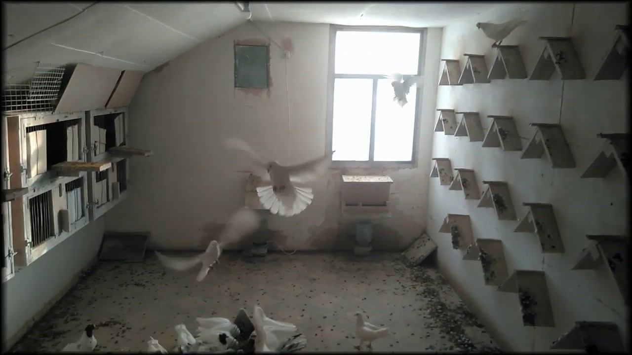 Бой белой в голубятне. Моя линия бойных голубей.Нефтекамск.