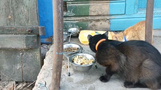 Либо я хороший повар, либо что то с котом не так)))) Деревенские коты, Беларусь, глубинка.