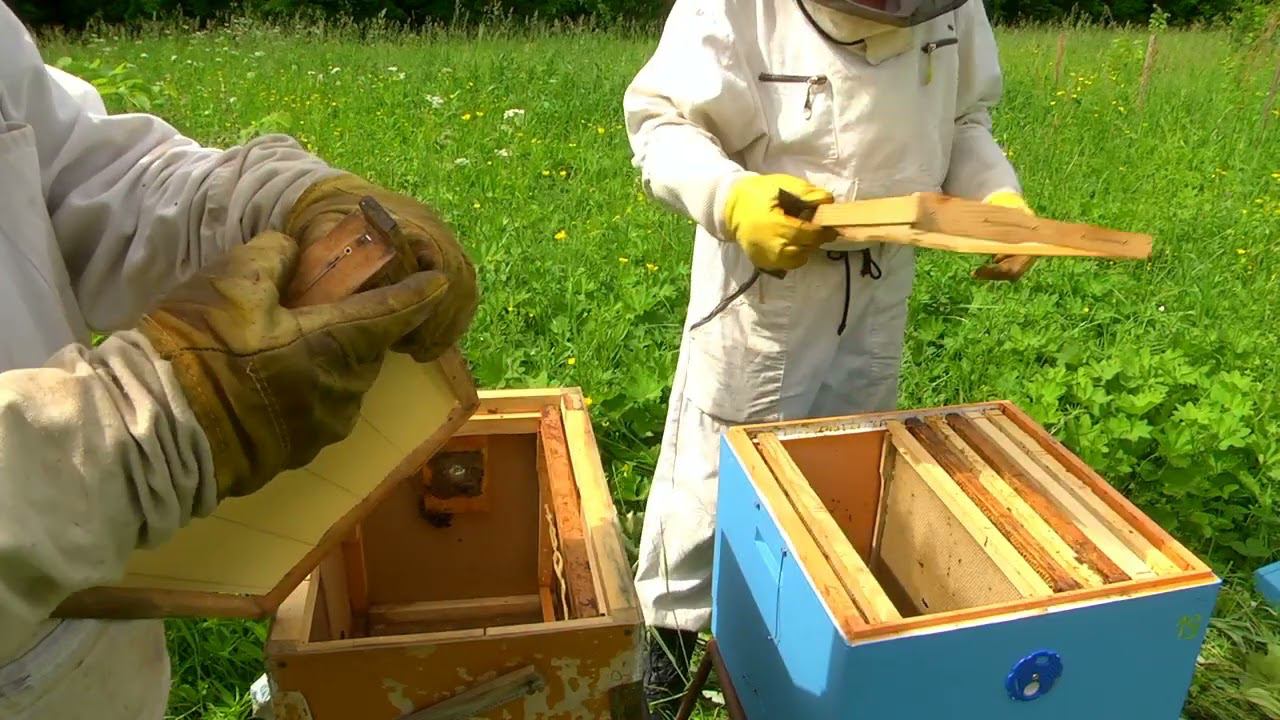 Пересадка роя из ловушки № 2. Пчеловодство.