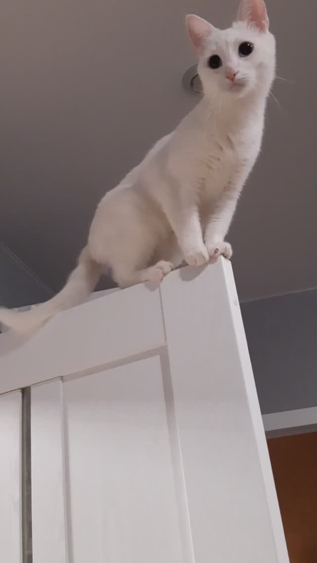 Белый кот на белой двери😻🤍