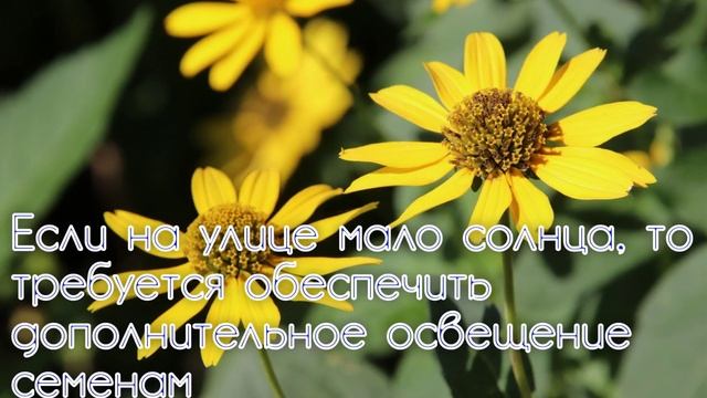 Гелиопсис - желтая ромашка: посадка и уход в открытом грунте