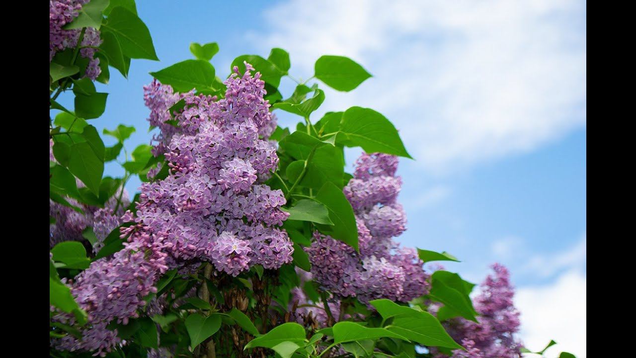 Моя красавица сирень у дома 1