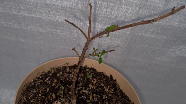 Зеленый крупнолистный 11