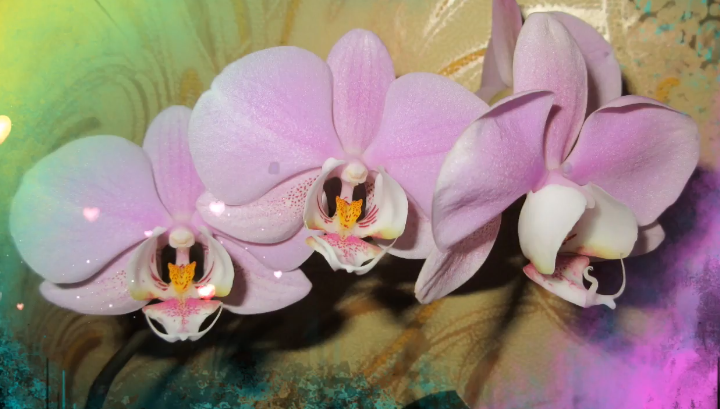 Орхидея в воде. Весеннее цветение. С 8 марта. Orchid. Spring flowering.  Since March 8..mp4